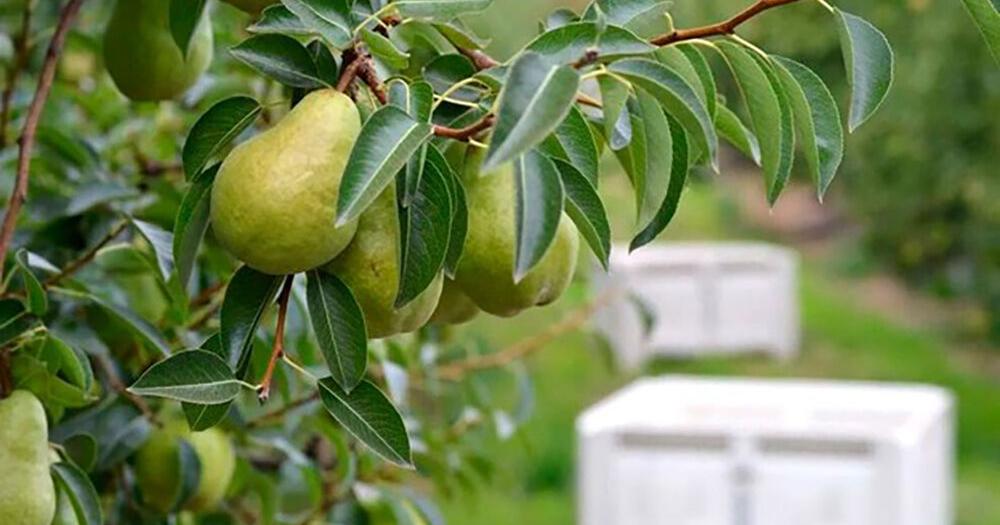 Bouncing back from a record low: Duckwall Fruit shares pear outlook ...