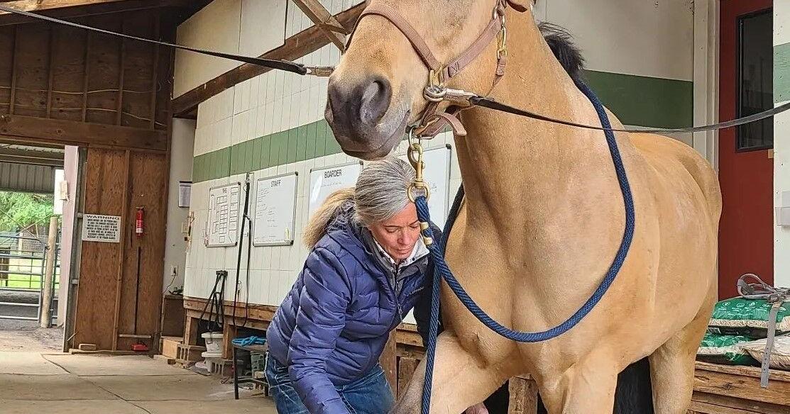 Saddle Club hosts equine, canine bodyworker | Free News ...