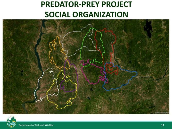 WA Fish and Wildlife to initiate bear, cougar rule changes | News ...