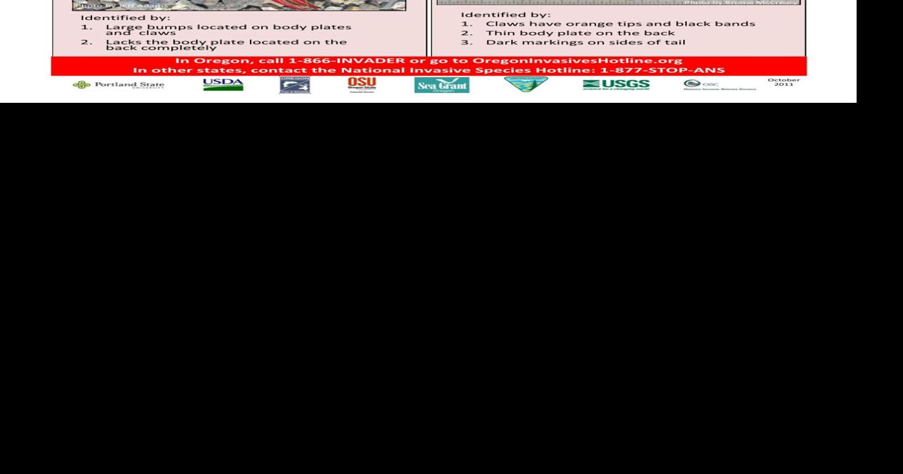 Crayfish Identification | Lifestyles | columbiagorgenews.com
