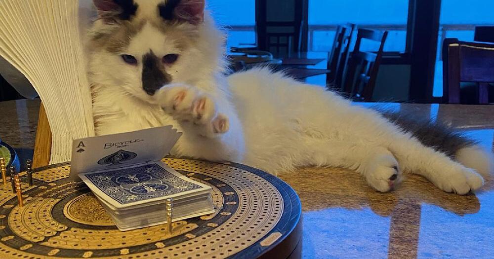 Newsworthy pets: Cribbage champ calls Gorge home | News ...