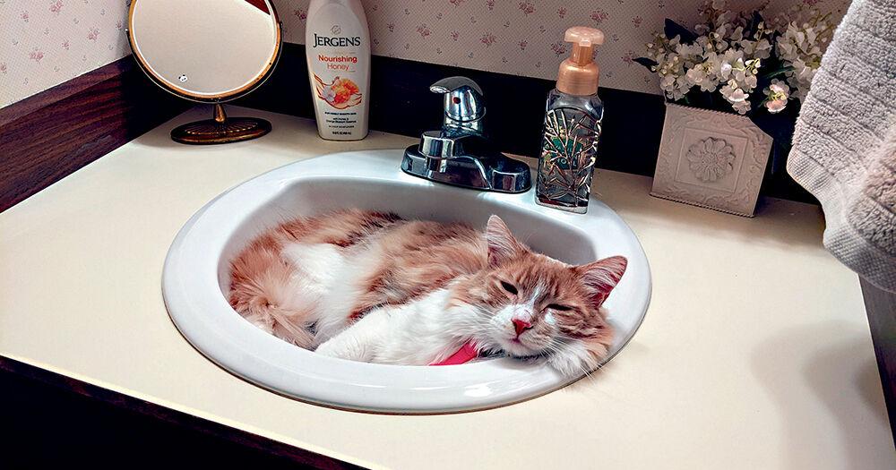 Newsworthy pets: Chowder fits, so she sits | News | columbiagorgenews.com