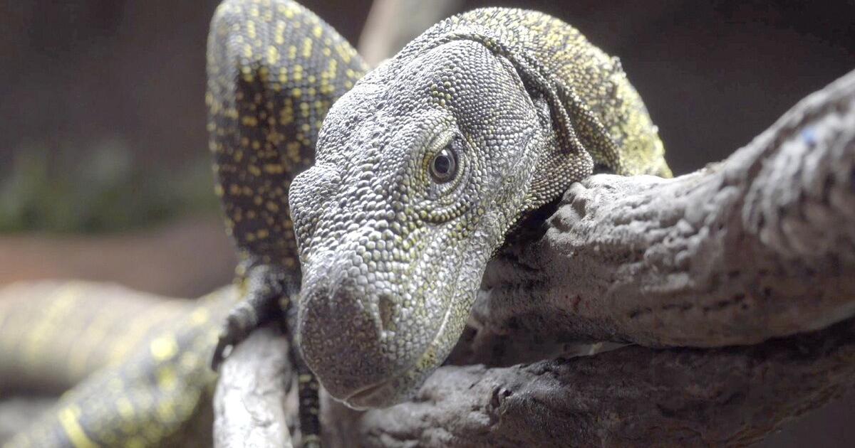 Zoo News: Croctoberfest: Oregon Zoo welcomes new crocodile monitor ...