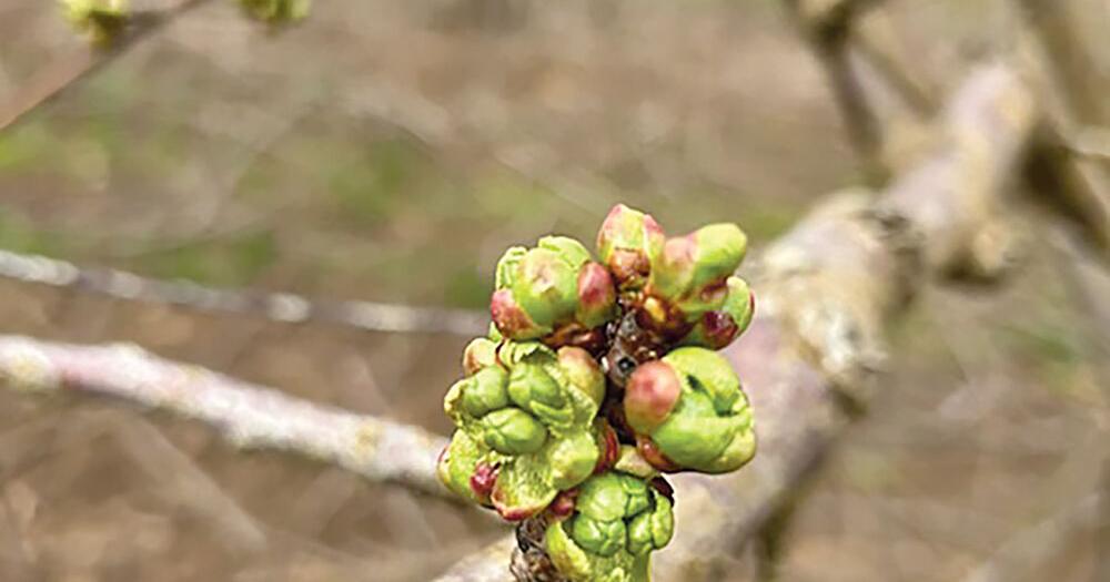 Cherry Growers Share Perspective On This Years Market News