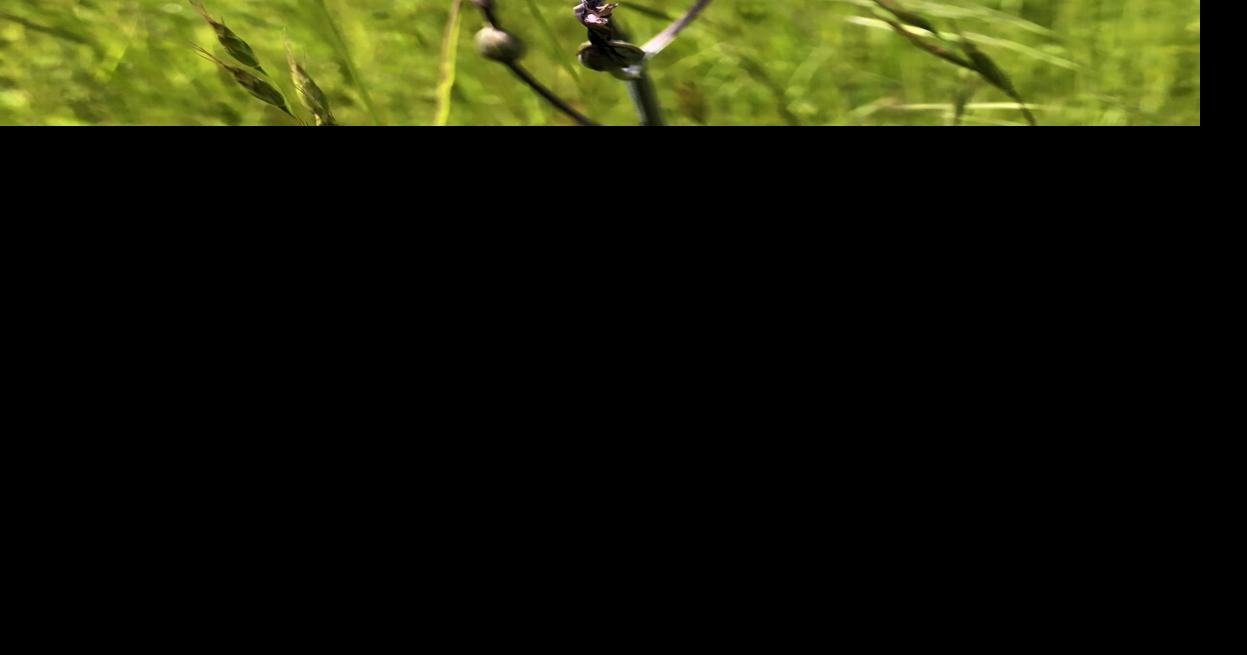 Legacy of Indigenous stewardship of camas dates back more than 3,500 ...