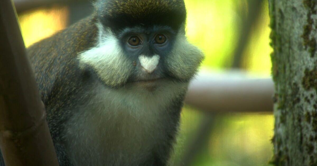 Zoo News: Zoo welcomes playful pair of red-tailed monkeys | News ...