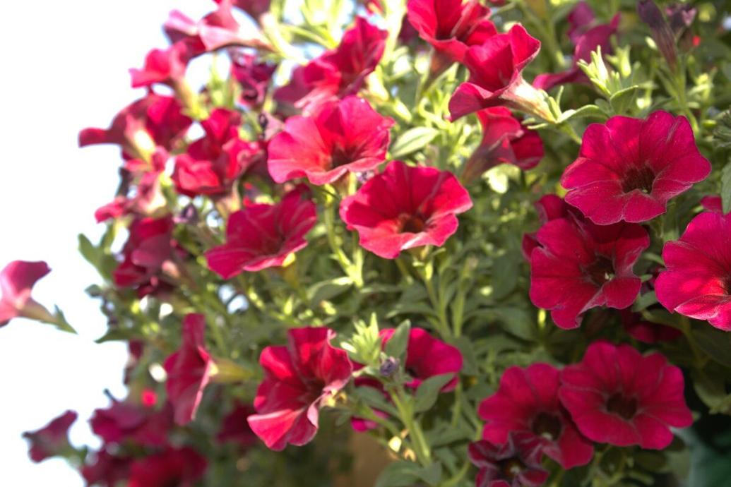 St. Joseph’s plant sale returns for 17th season | | columbiagorgenews.com