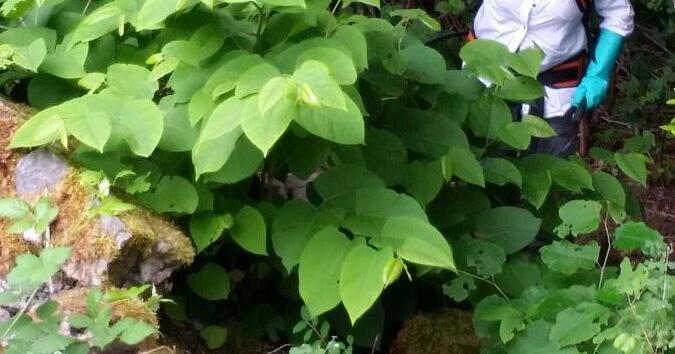 Garden Gathering presents invasive weed workshop | Free News ...