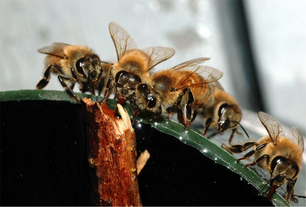 Honey bees in winter | Business | columbiagorgenews.com