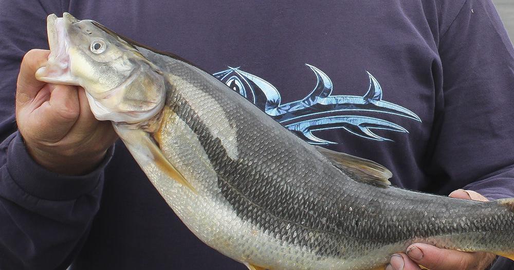 northern pikeminnow oregon