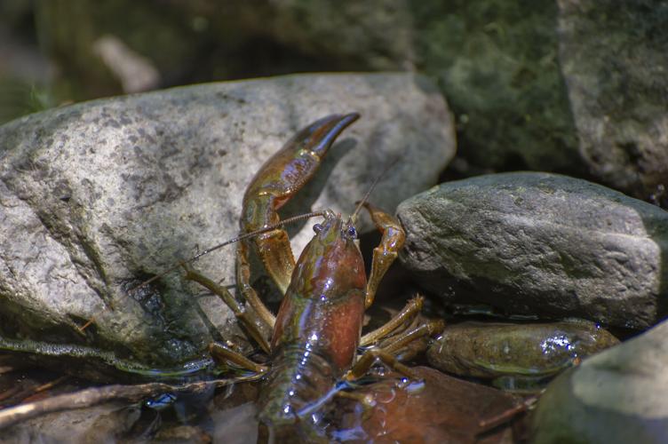 Invasive crayfish threaten Oregon's Signal crayfish | Lifestyles | columbiagorgenews.com