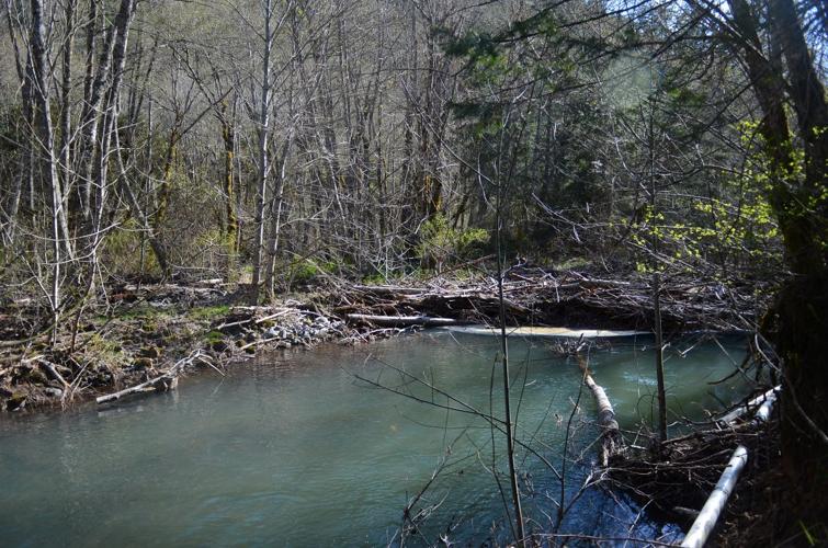 Restoring Rattlesnake Creek | News | columbiagorgenews.com