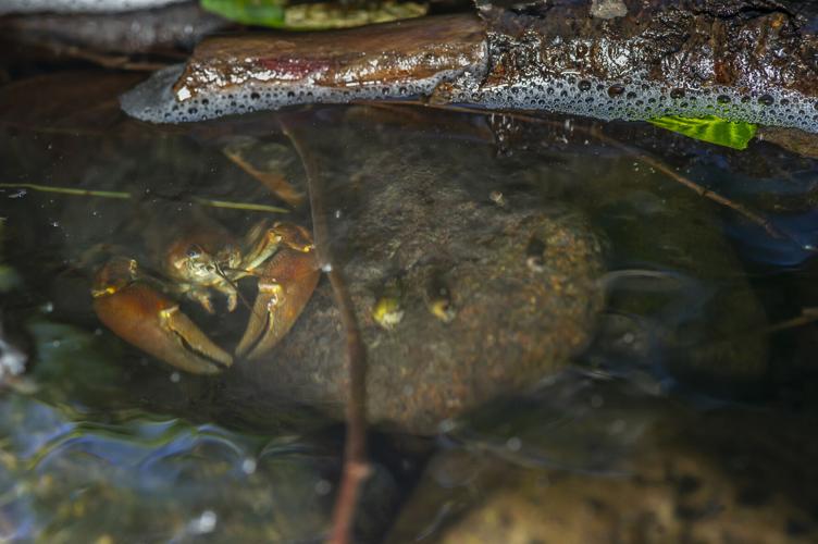 Invasive crayfish threaten Oregon's Signal crayfish | Lifestyles ...