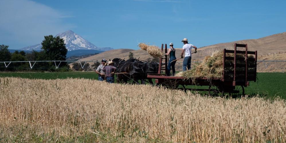 Dufur Threshing Bee | Gorge Life | columbiagorgenews.com