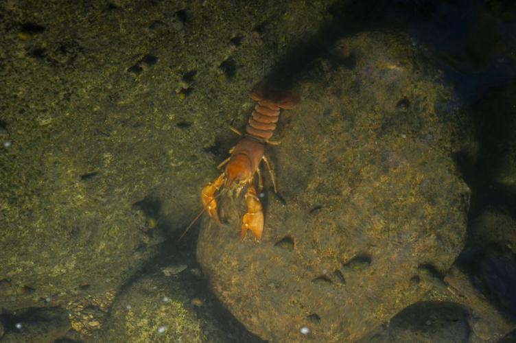 Invasive crayfish threaten Oregon's Signal crayfish | Lifestyles ...