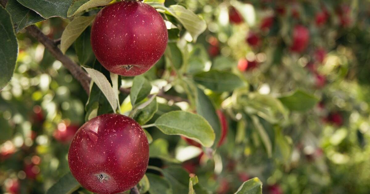 Home Orchards: Care and management for your backyard fruit trees | News ...
