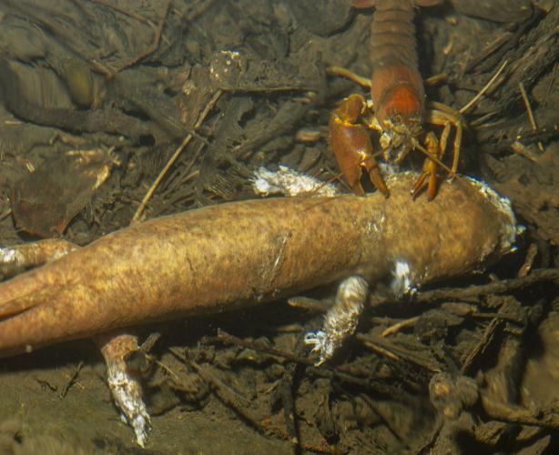 Invasive crayfish threaten Oregon's Signal crayfish | Lifestyles ...