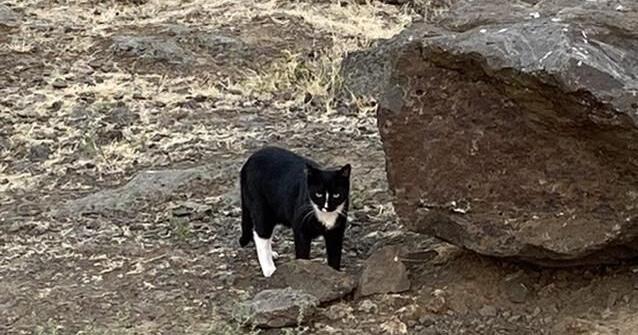 Riverfront Trail Notes No. 35: Quandary of the cats | News ...