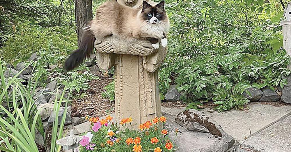 Newsworthy Pets: Lily a master at finding laps | News ...