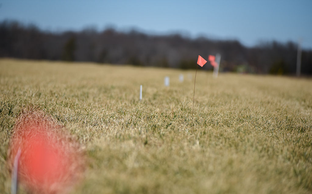 MU research looks for more cost-effective ways to grow forage for ...