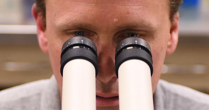 MU research: IVF for pigs could produce results for people | Local ...
