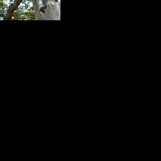 Community forester and professional tree climber receives forestry ...