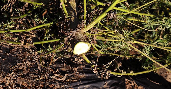 Growing hemp: Eager producers need to wade in carefully, experts say ...