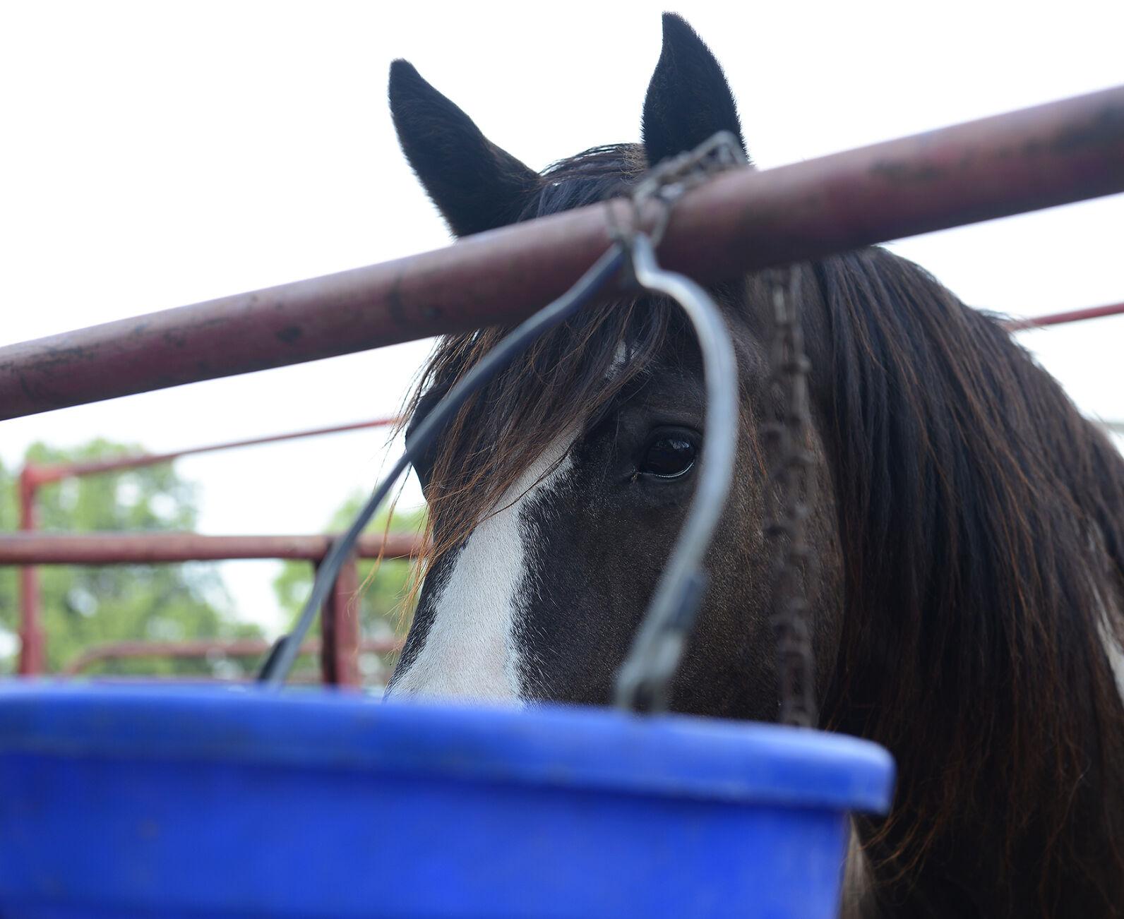 The Cattlemen Days Rodeo wrangles in people from near and far | Visuals ...