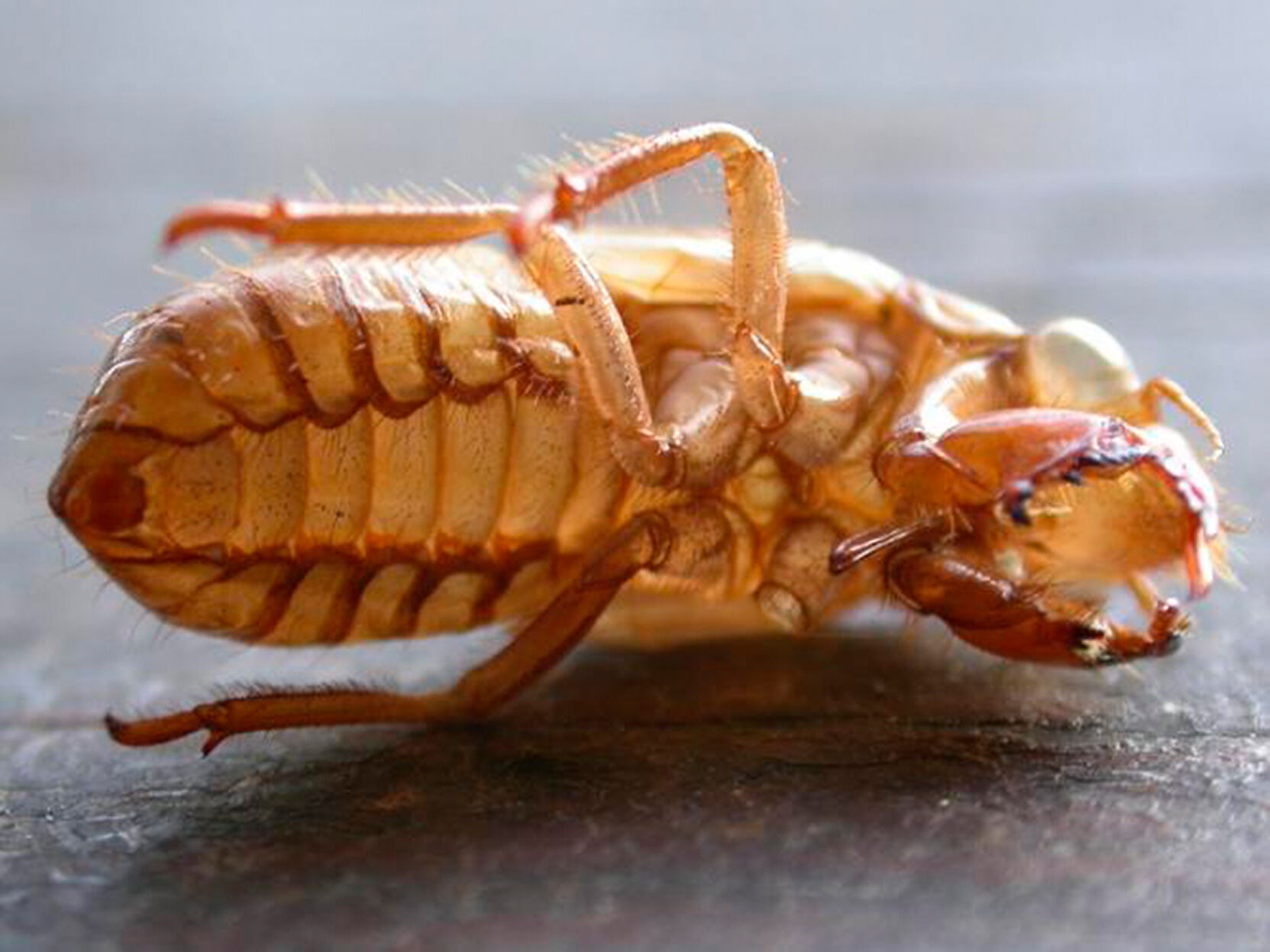 Billions of bugs: Spring cicada invasion to be biggest since 1803 ...