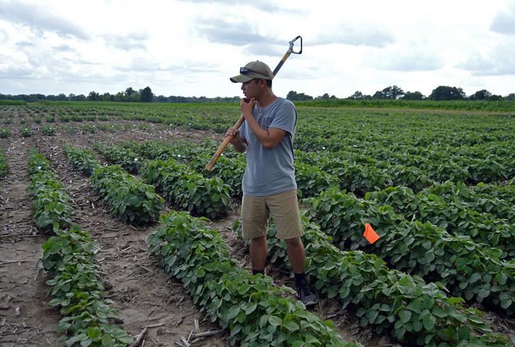 soybean crops tariffs