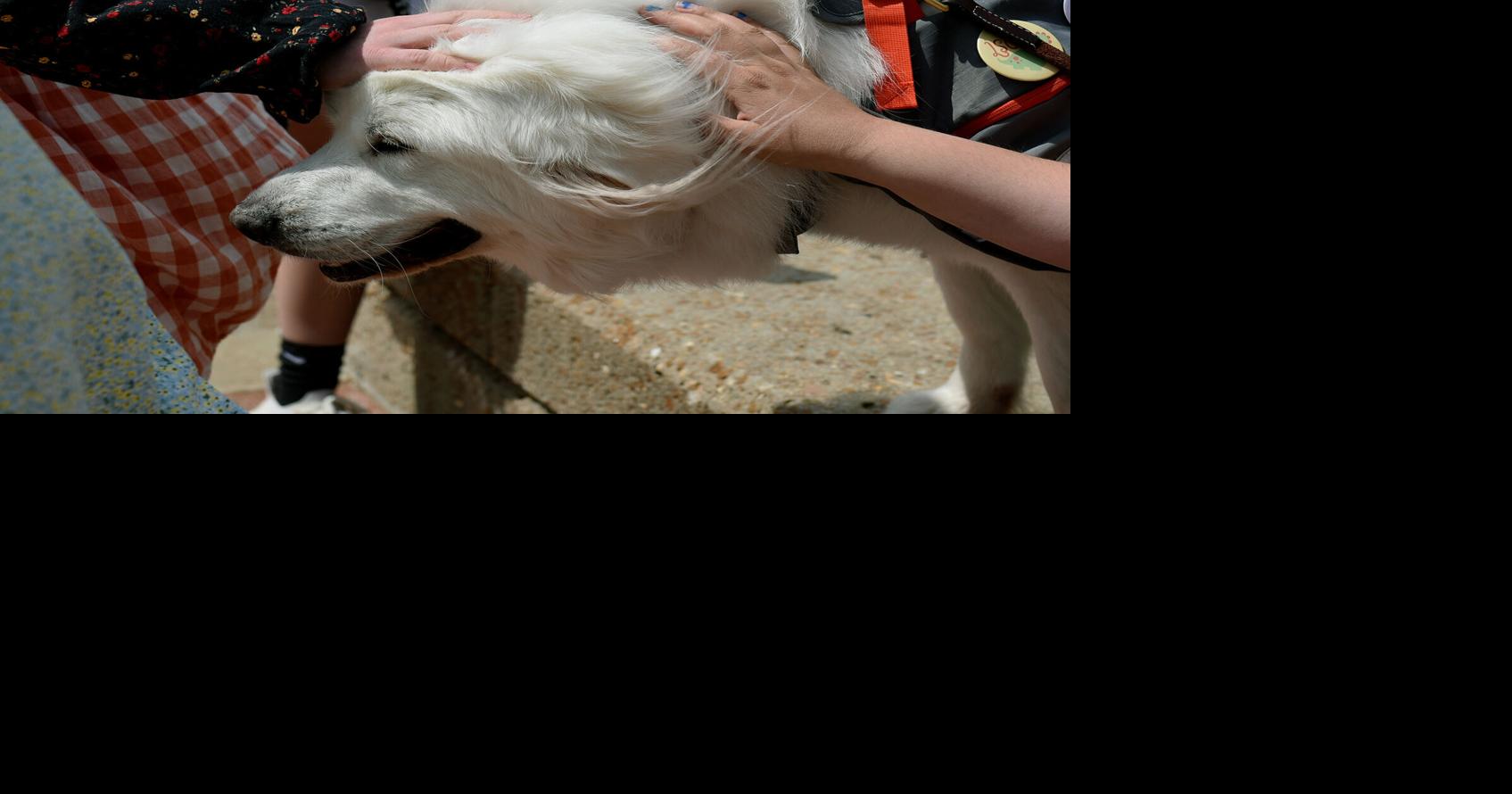 New unofficial dog mascot Luna greets students on MU campus | News ...