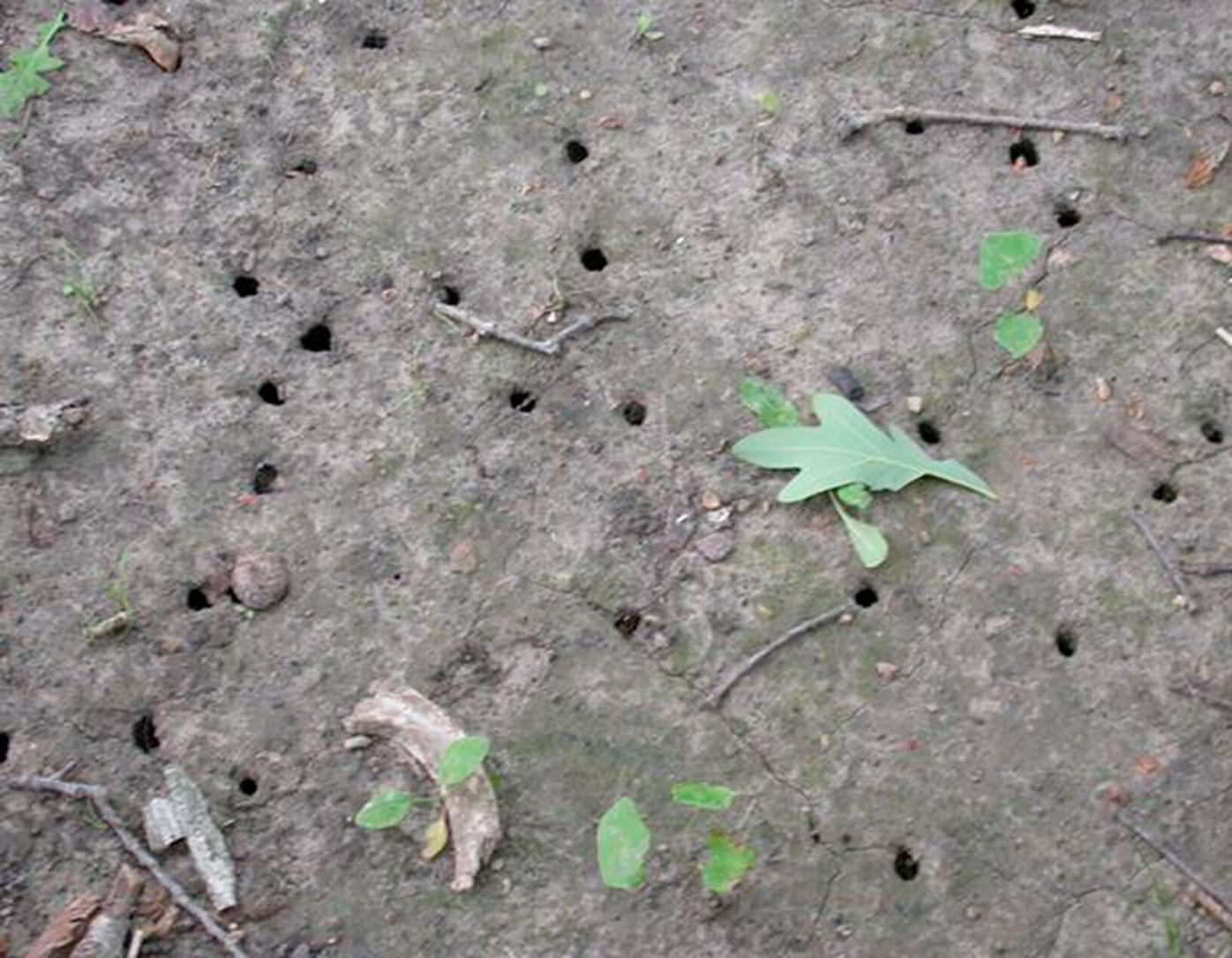 cicada eggs in the ground