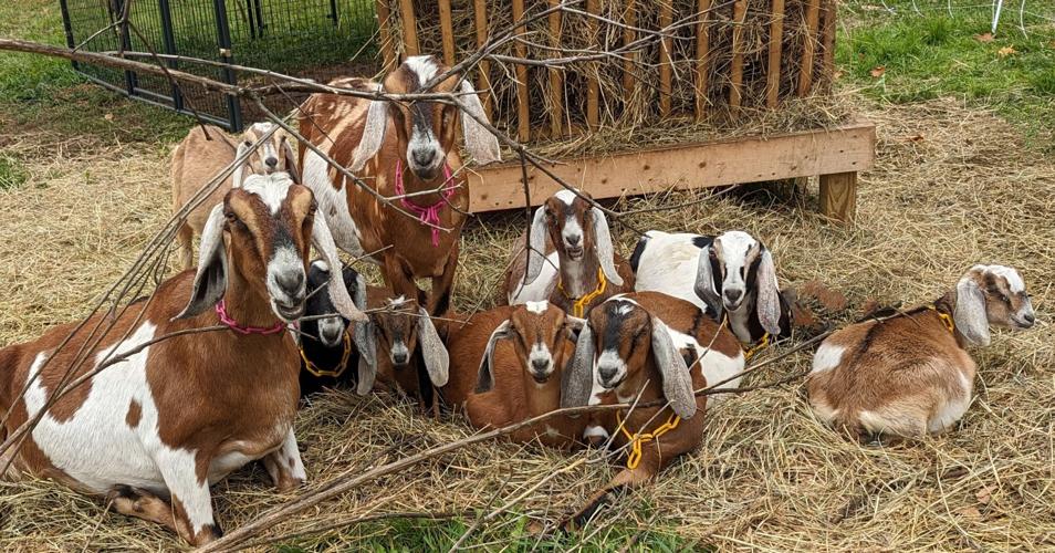 Farm bureaus' reach extends beyond ag policy | State News ...
