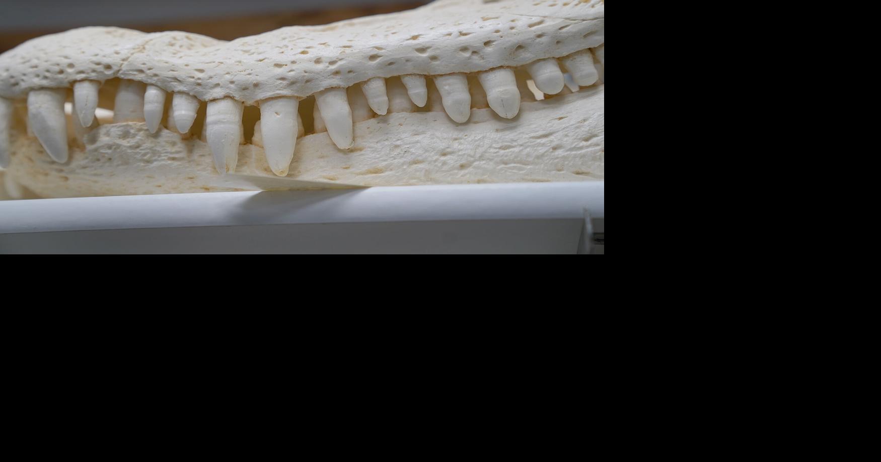 Yes, alligators could crawl into Missouri sooner than you think | News ...