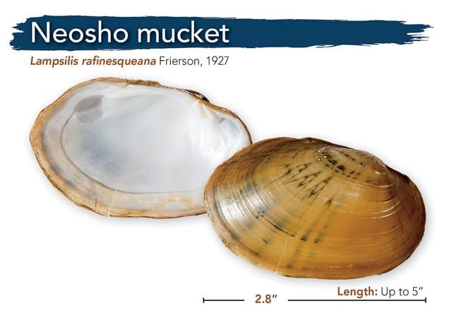 Neosho mucket mussel | Photos | columbiamissourian.com