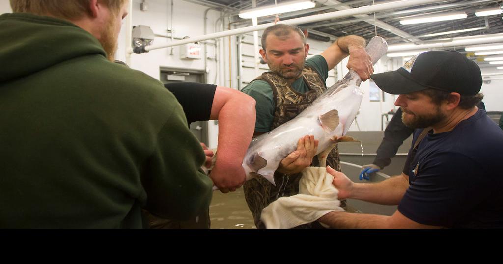 PHOTO GALLERY: Fisheries biologists artificially spawn paddlefish at ...