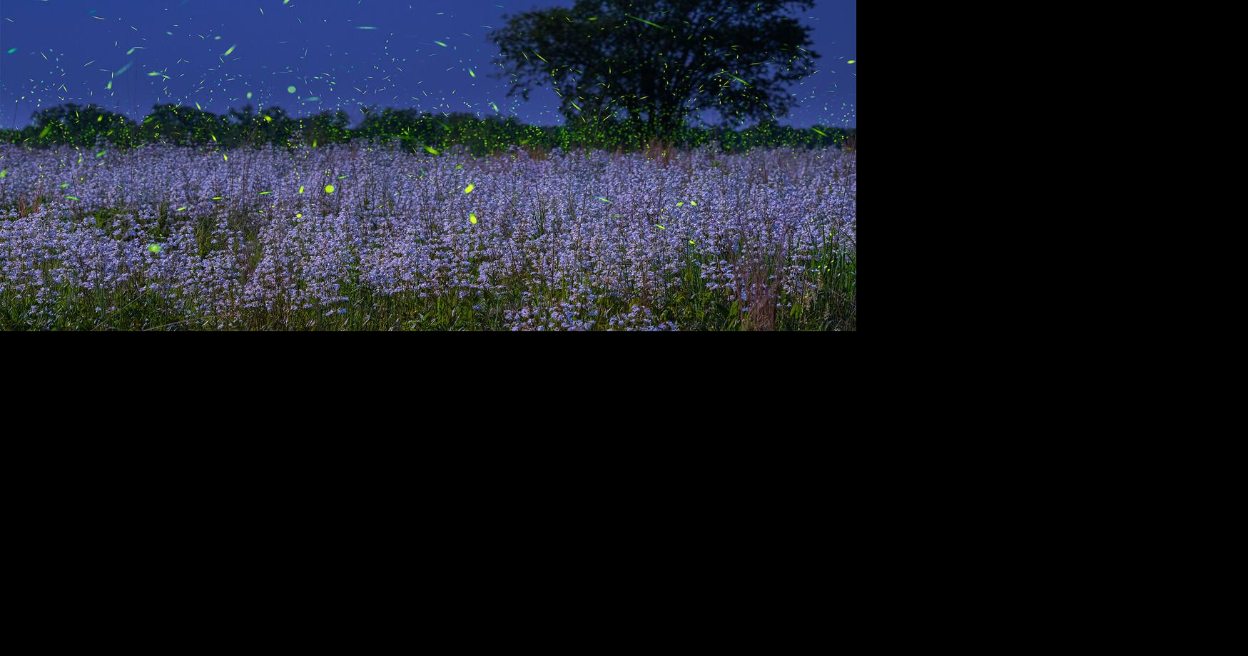 Fireflies face decline despite bright Missouri summer | State News ...