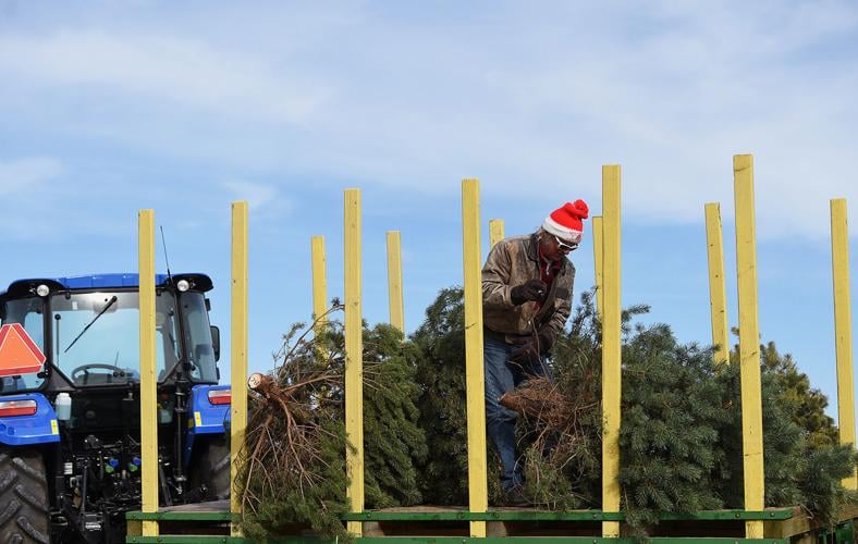 Christmas tree options remain after busiest weekends for sales | Local ...