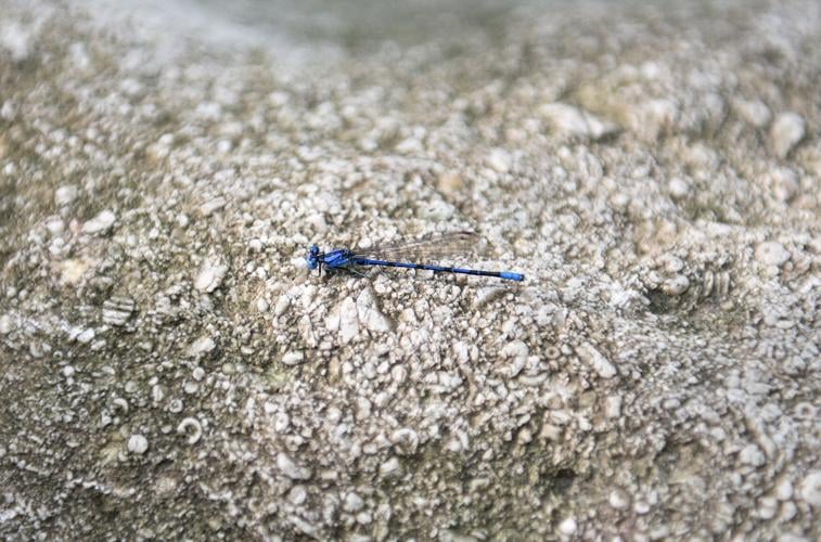 Dragonflies return to Columbia as a part of annual migration | Local ...