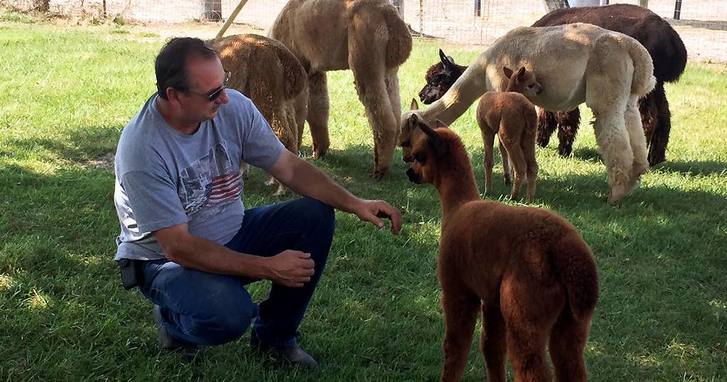 PHOTO GALLERY: Celebrating alpaca farms at Alpacas at Autumn Run ...