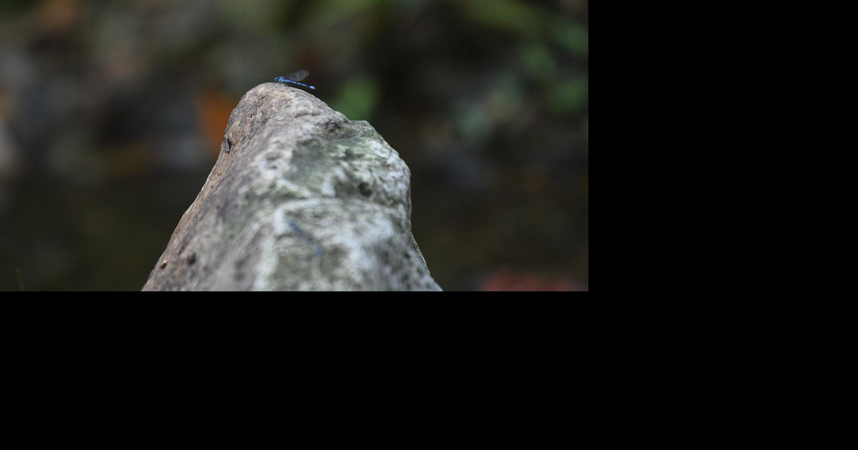 Dragonflies return to Columbia as a part of annual migration | Local ...