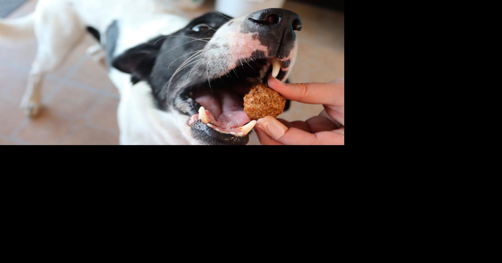 Beer Paws repurposes spent grains from breweries for dog treats ...