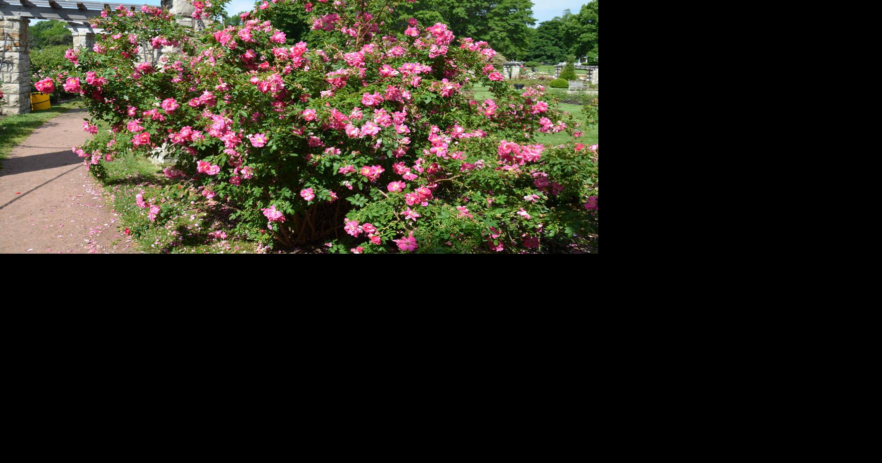 Loose Park: From Civil War battleground to rose garden and arboretum ...