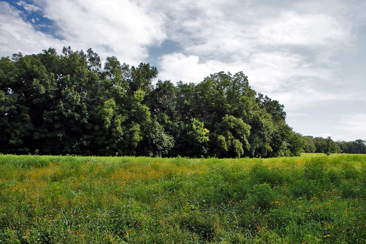 From fescue to prairie: Audubon Society restoration keeps pollinators ...