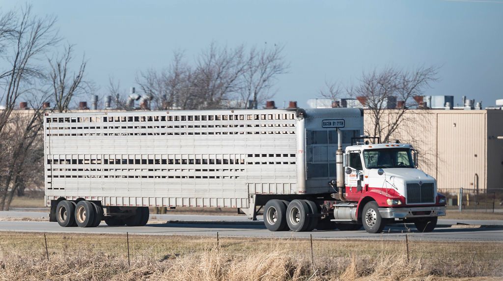 Cow Haulers
