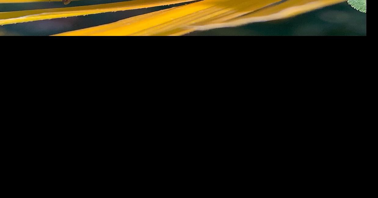 Population of native bees is on the rise in Missouri, study shows ...