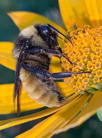 Population of native bees is on the rise in Missouri, study shows ...