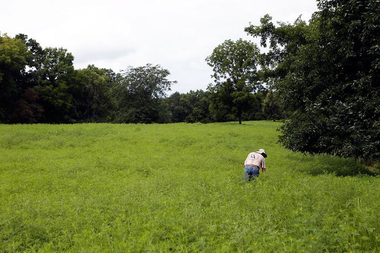 From fescue to prairie: Audubon Society restoration keeps pollinators ...