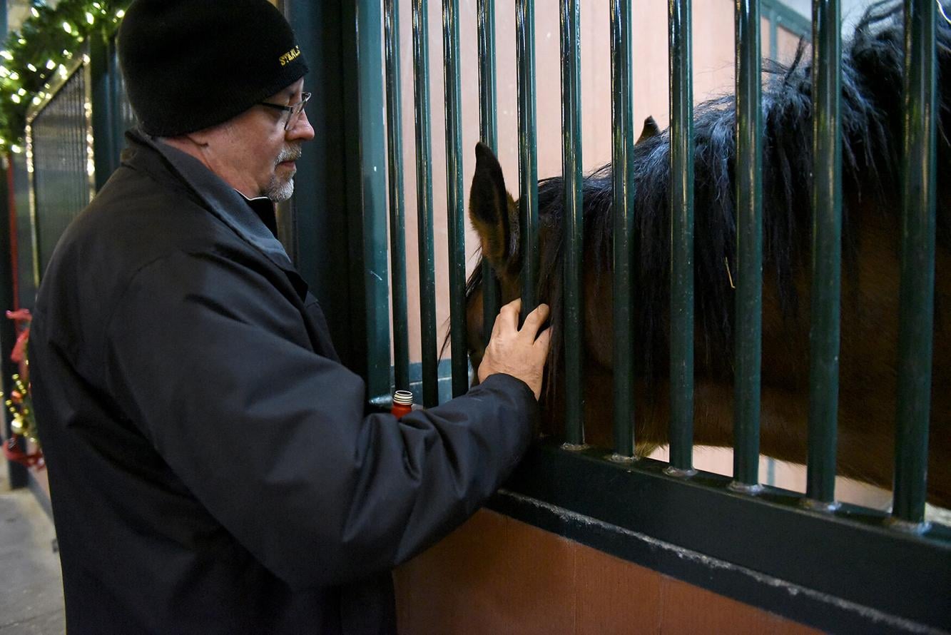 Visitors meet iconic Budweiser Clydesdales at Warm Springs Ranch ...