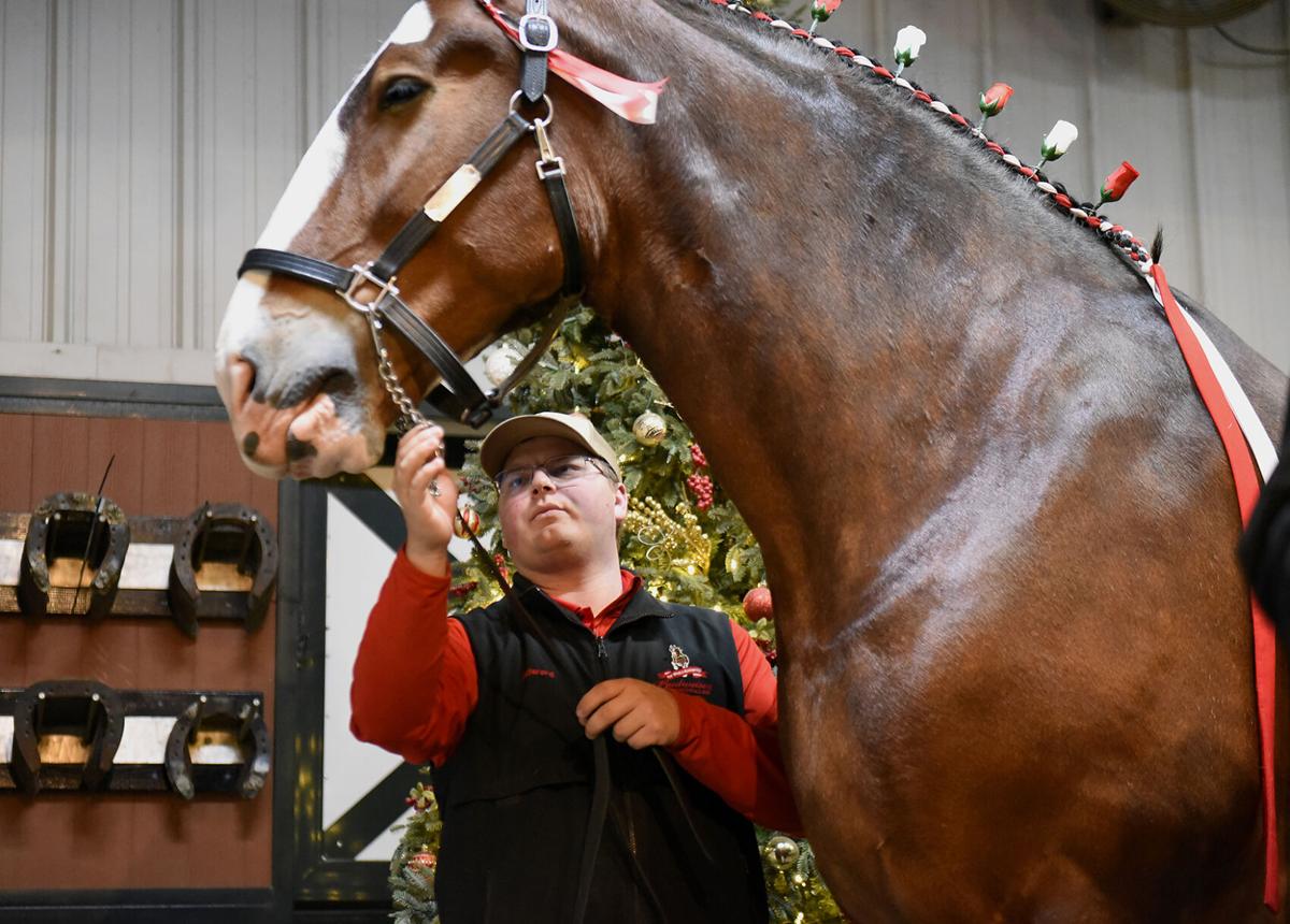Visitors meet iconic Budweiser Clydesdales at Warm Springs Ranch ...